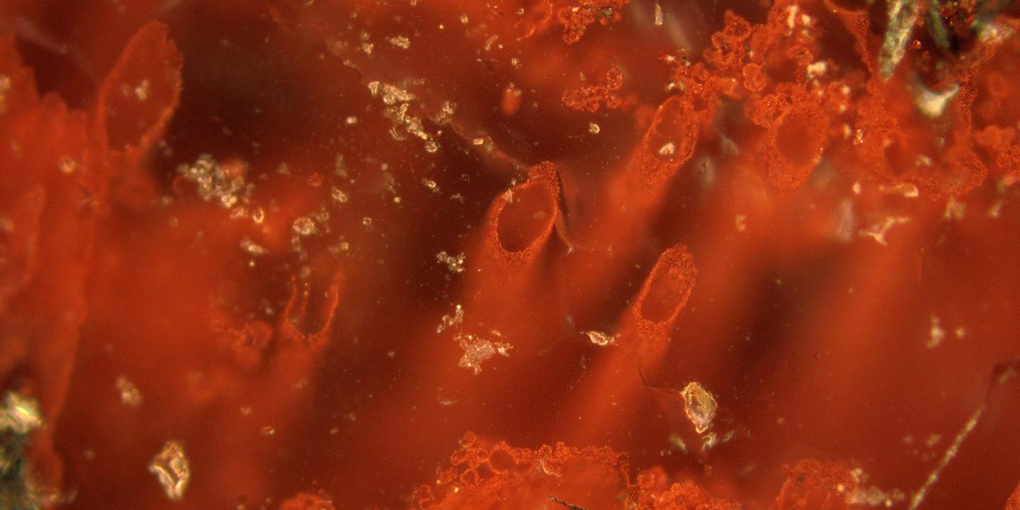 Des microfossiles vieux de 3,77 milliards d’années découverts au Canada