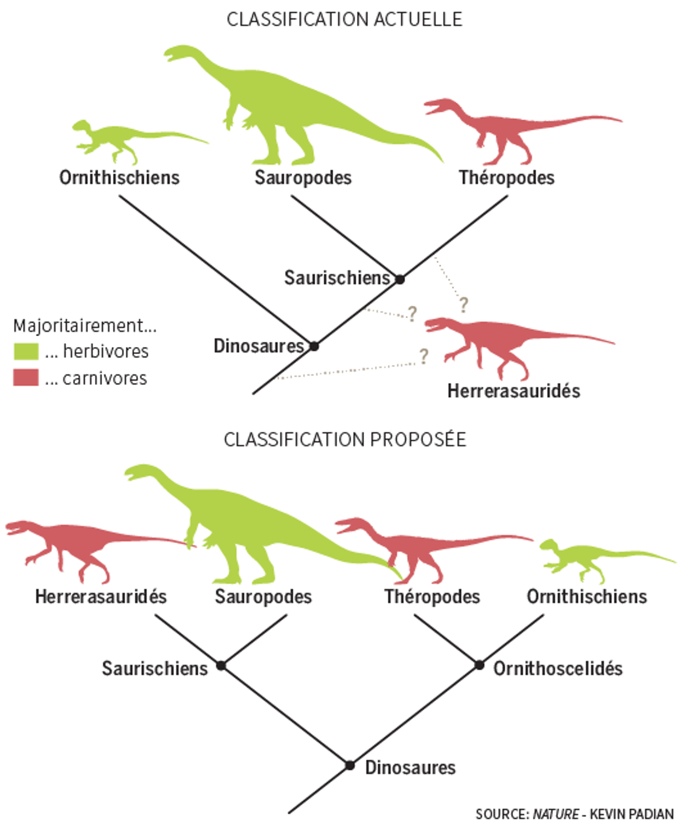 L’arbre phylogénétique des dinosaures remis en question