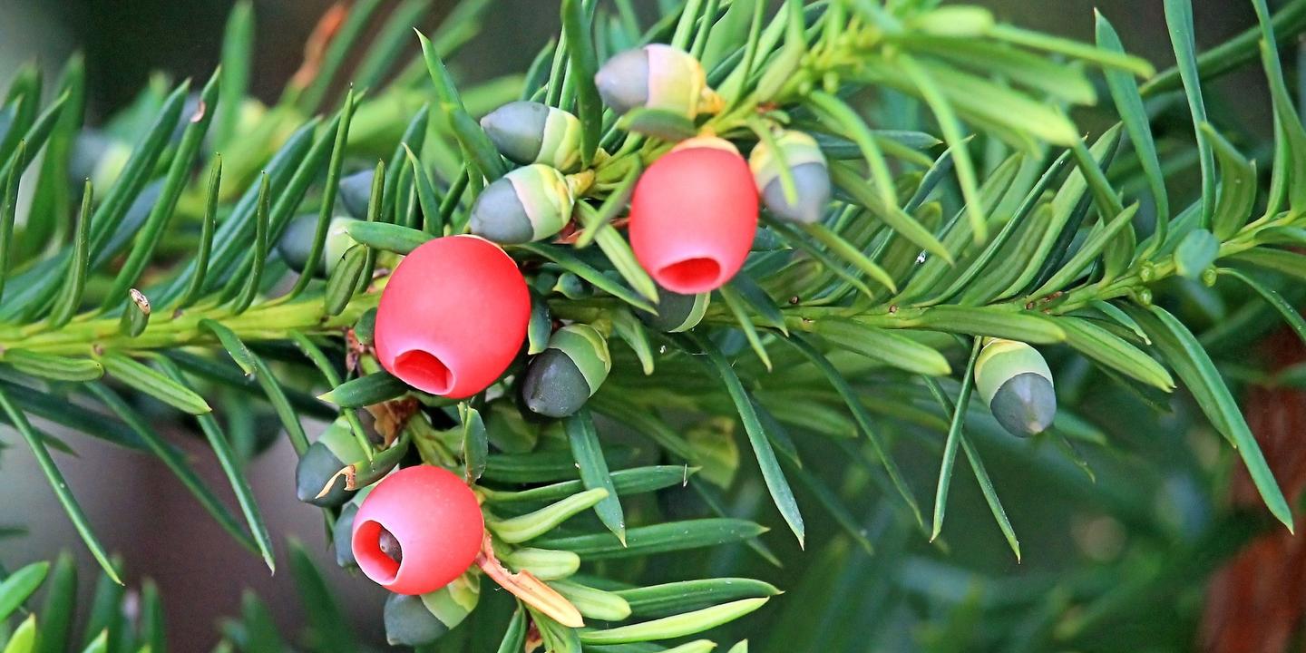 Le poison, cousin du médicament