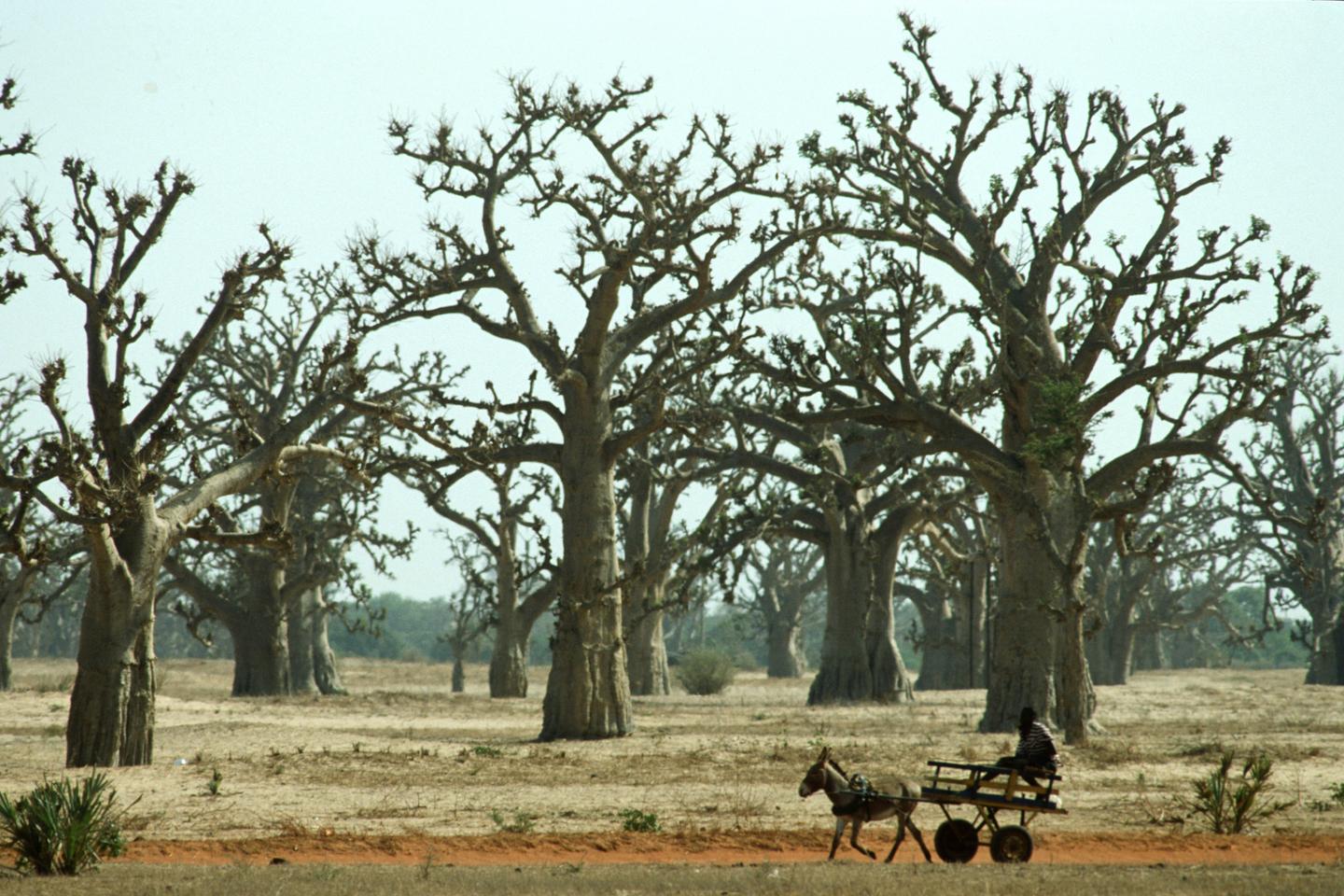 La planète est plus « verte » qu’on ne le pensait