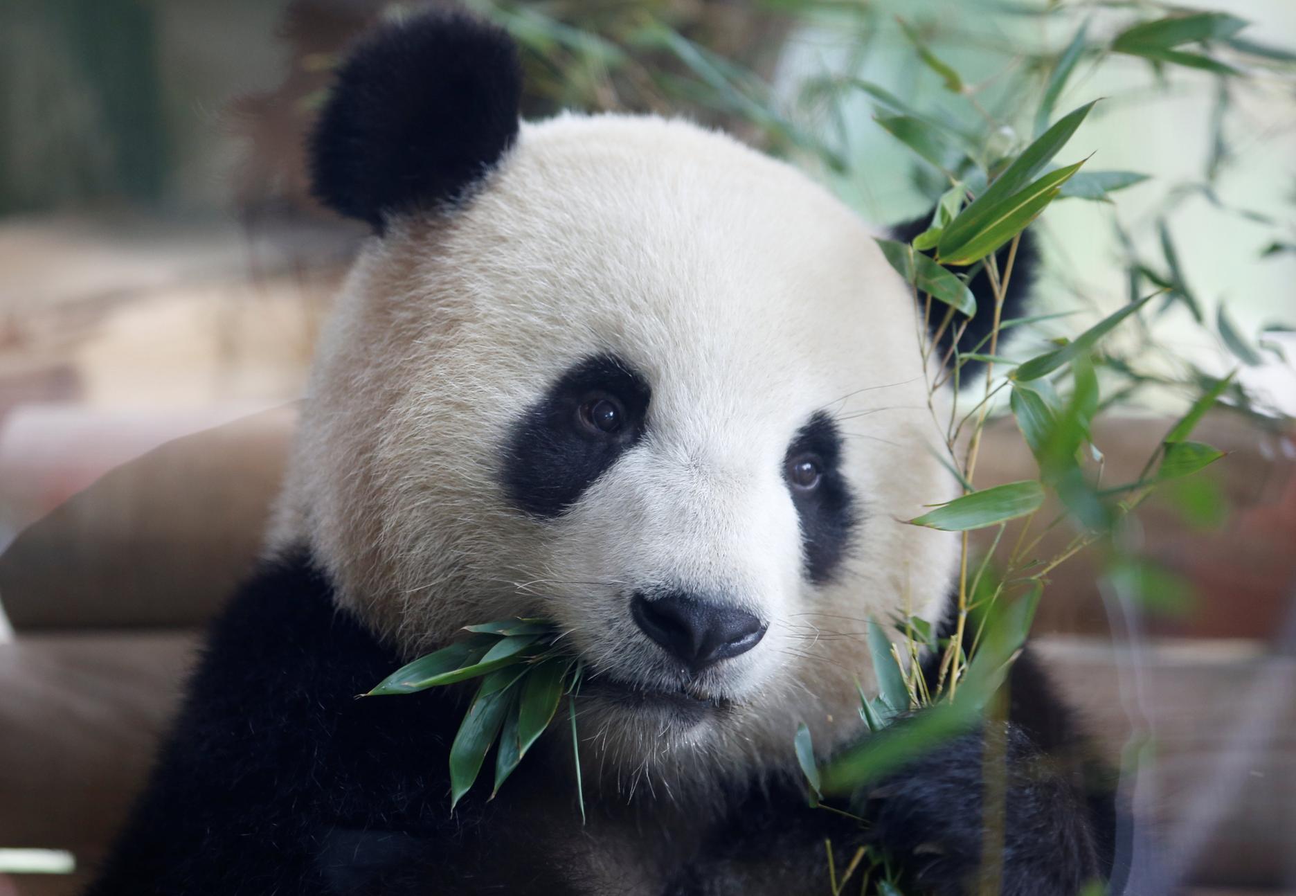 En images, les pandas chinois font leurs premiers pas à Berlin