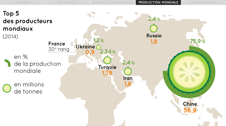 Sous la peau de vos fruits et légumes d’été. (⅘) Concombre