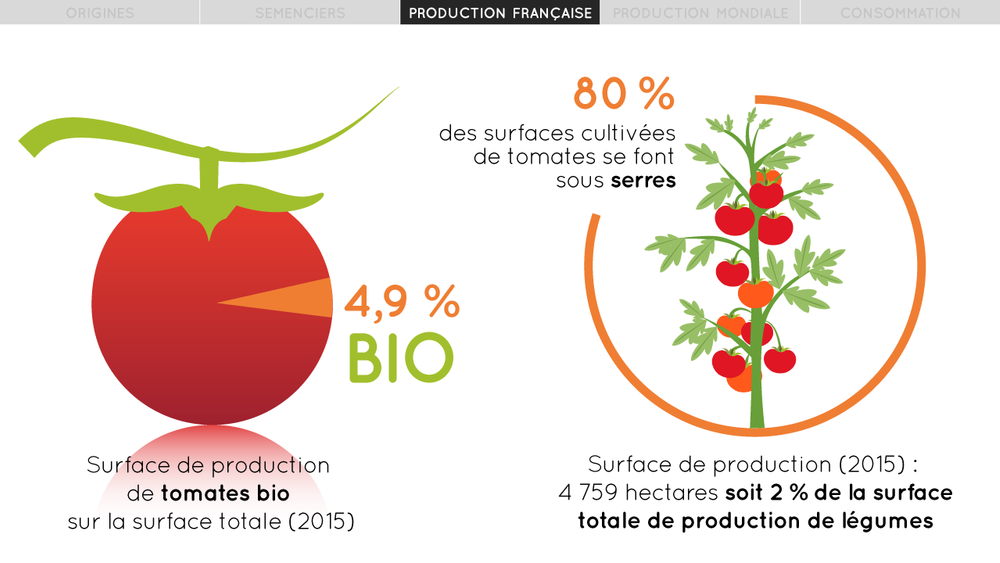 Sous la peau de vos fruits et légumes d’été. (⅕) La tomate