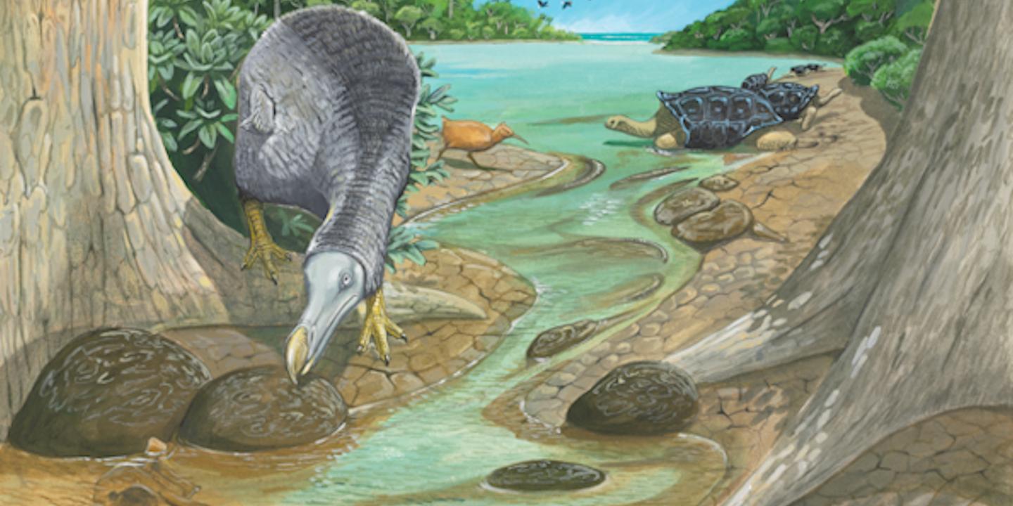 Le dodo, « pop star » révélée par ses os