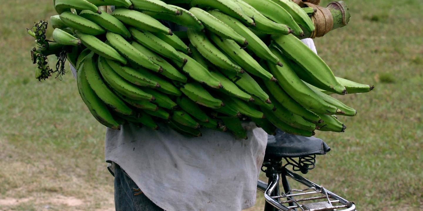 Les Tsimané, artères au top et jambes de fer