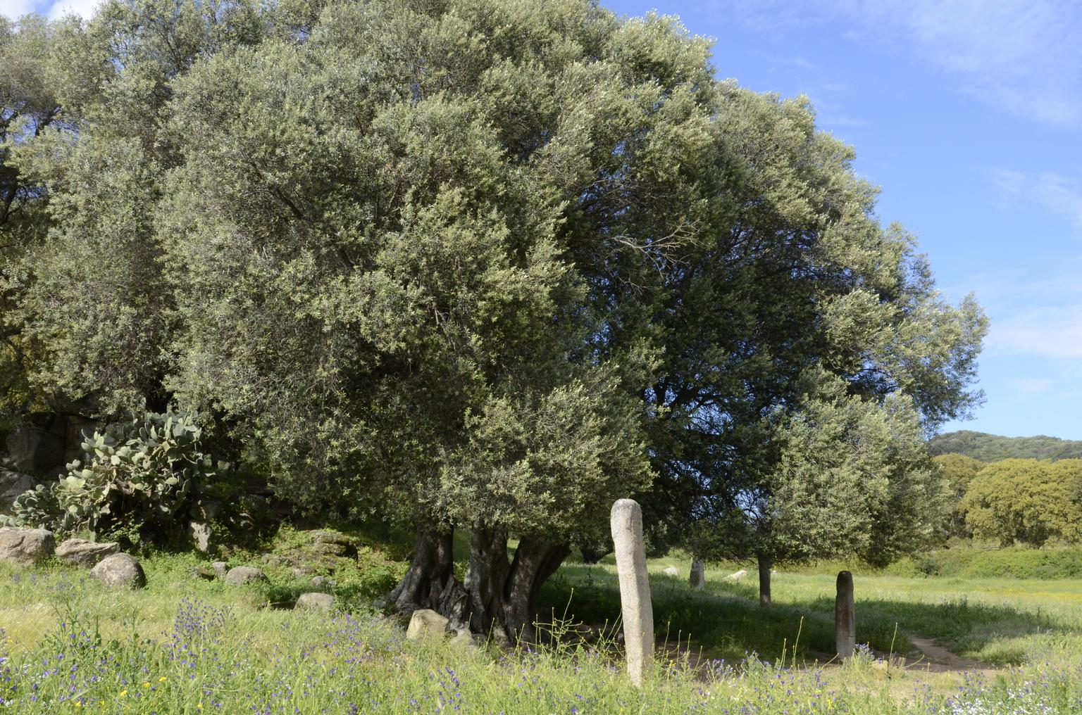 « Nous voulons que les arbres remarquables soient reconnus comme un ...