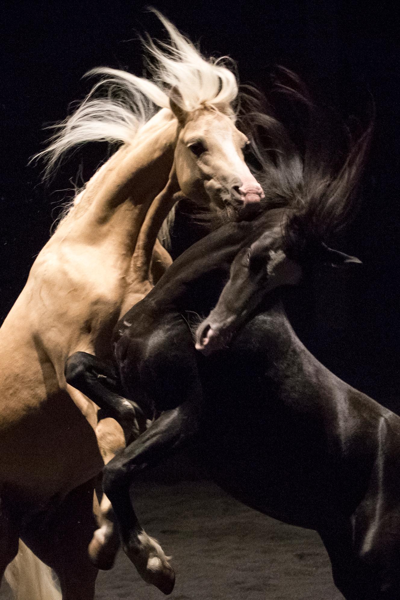Bartabas : « Le cheval joue comme un enfant