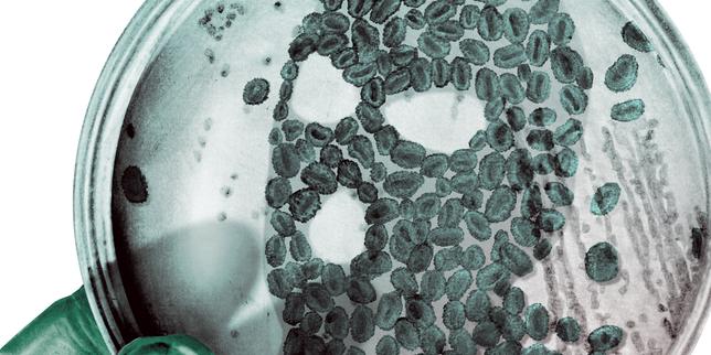 Variole, une résurrection inquiétante