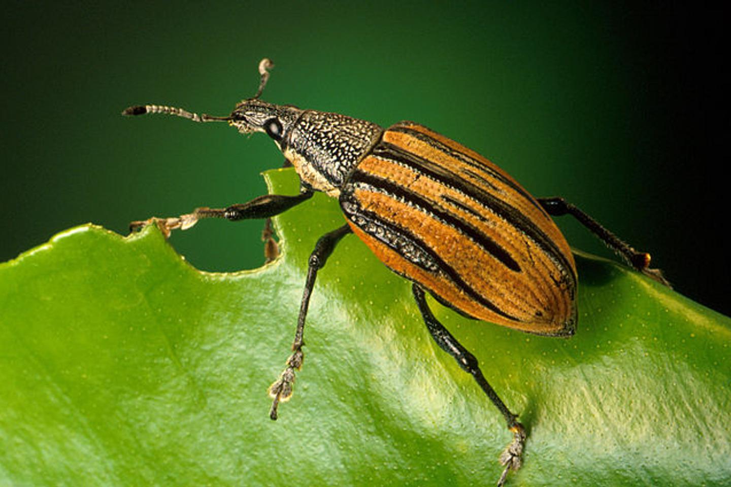 « Compassion pour le charançon ! » Vers une nouvelle philosophie de l ...