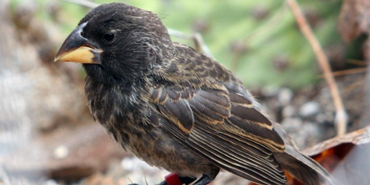 Le dernier-né des pinsons de Darwin