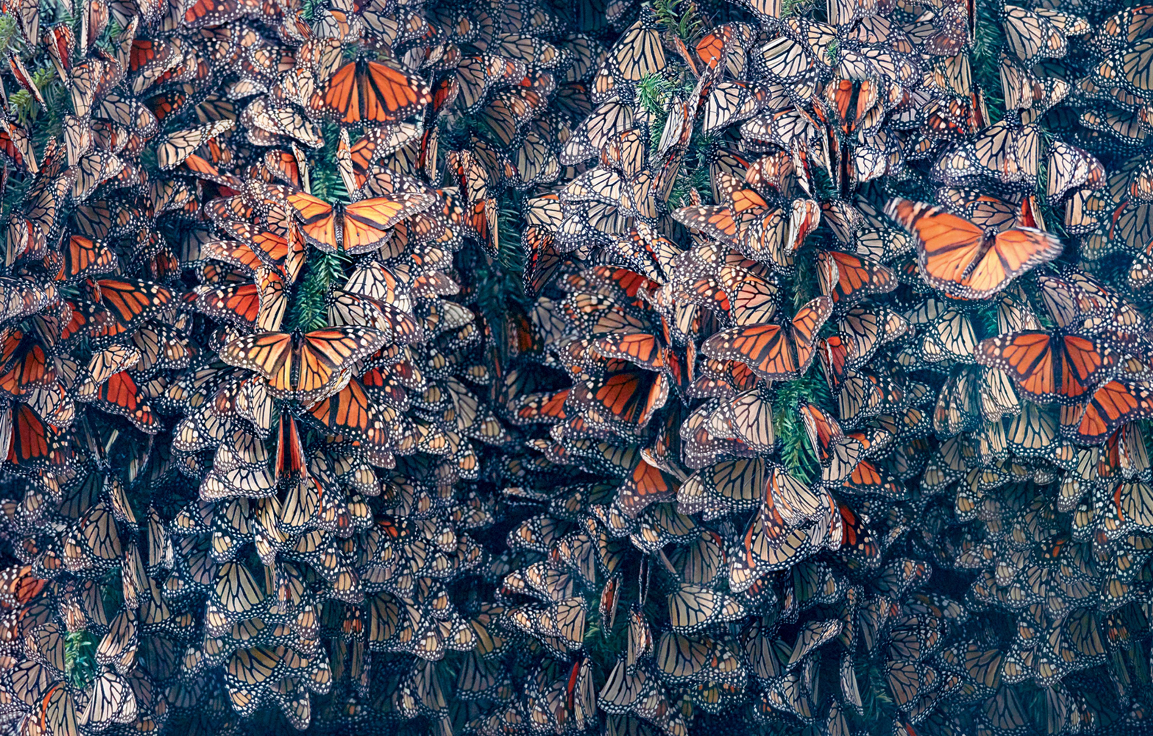 Les plus beaux portraits d’animaux menacés d’extinction