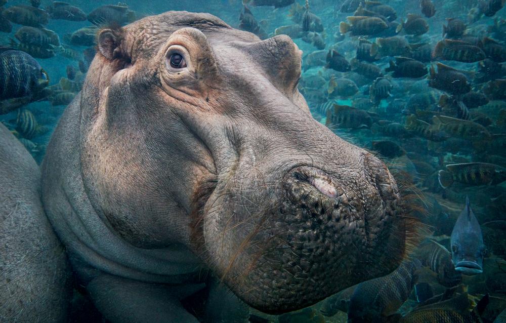 Les plus beaux portraits d’animaux menacés d’extinction