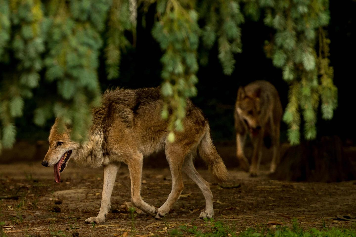 Le gouvernement expose son plan loup pour les six prochaines années
