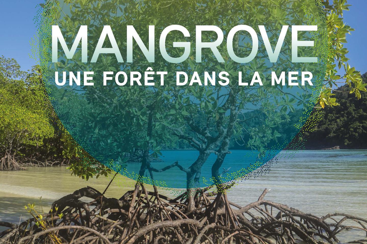 La mangrove, une forêt en danger