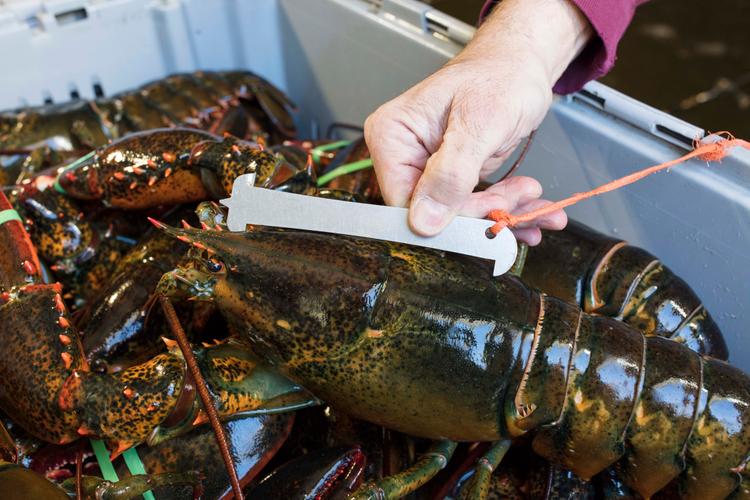 Dans le Maine, le homard est roi