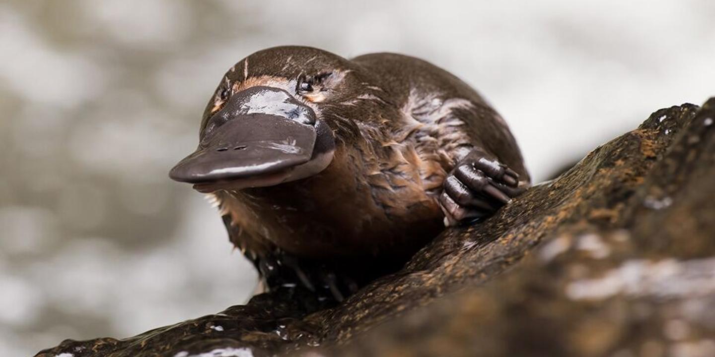 L’ornithorynque, sauveur de l’humanité