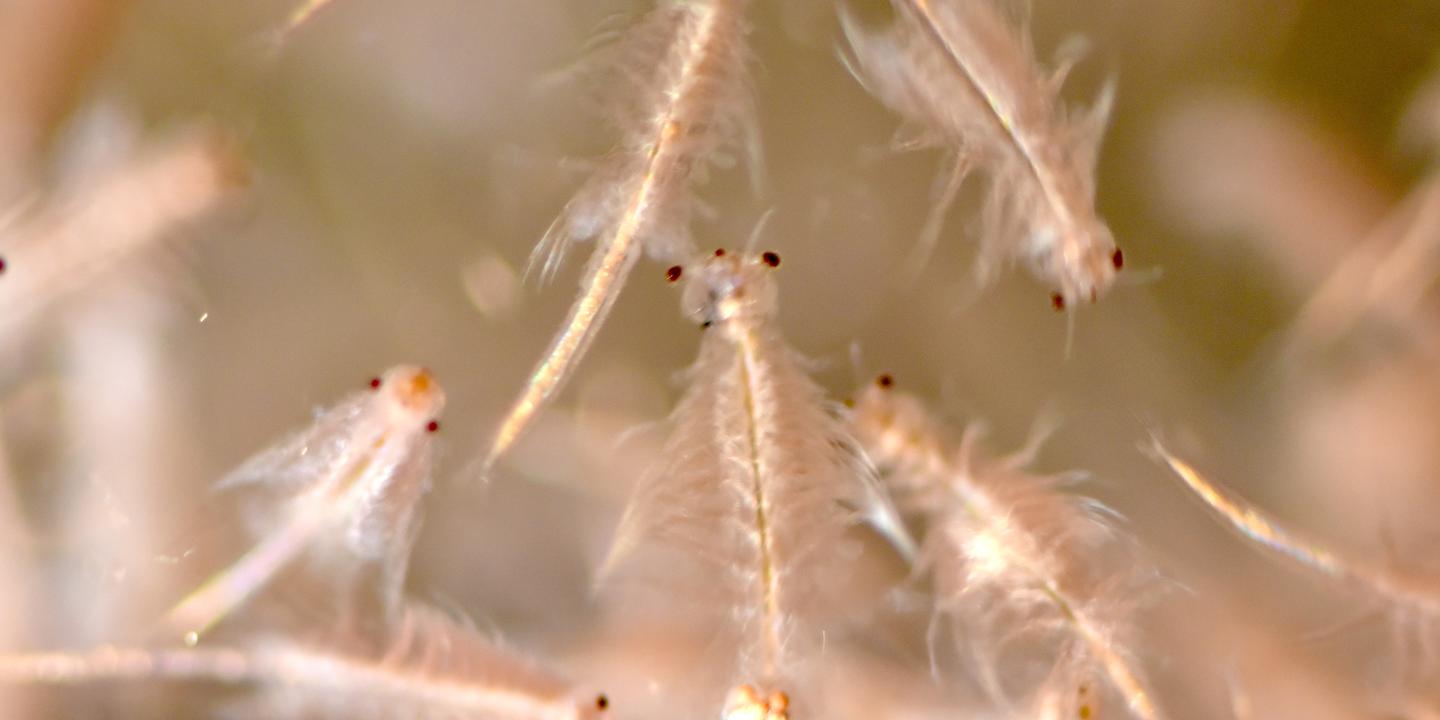 Ces crevettes qui brassent les océans