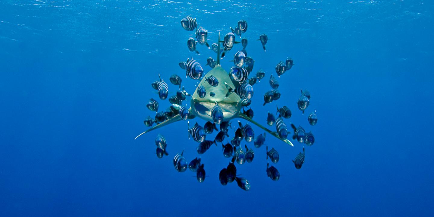 La vie aquatique selon Jonathan Balcombe