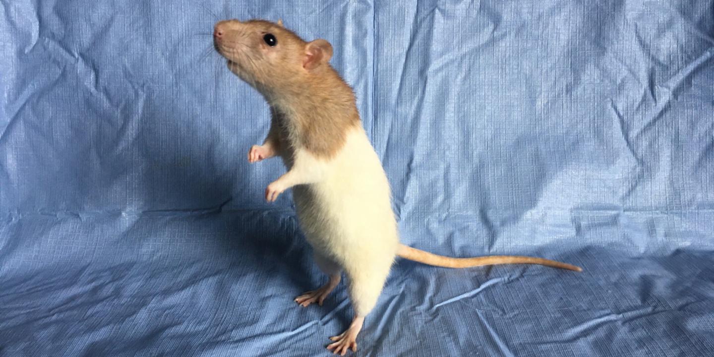 Incroyable « opération sauvetage » de 266 rats