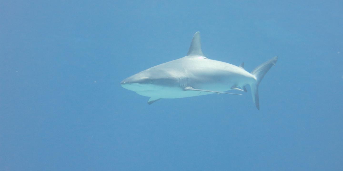 Les requins dans les filets de l’ADN