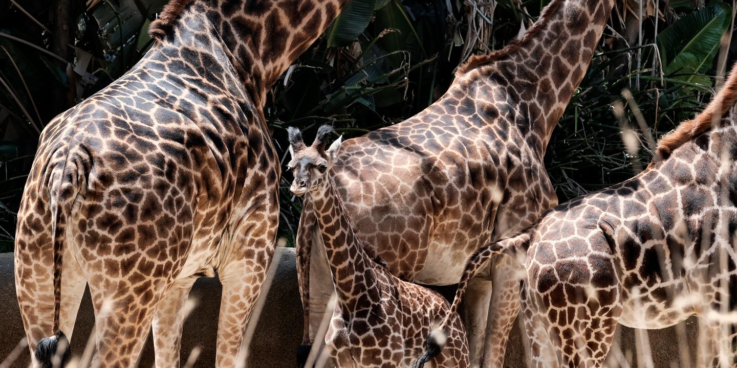 Girafe Noire
