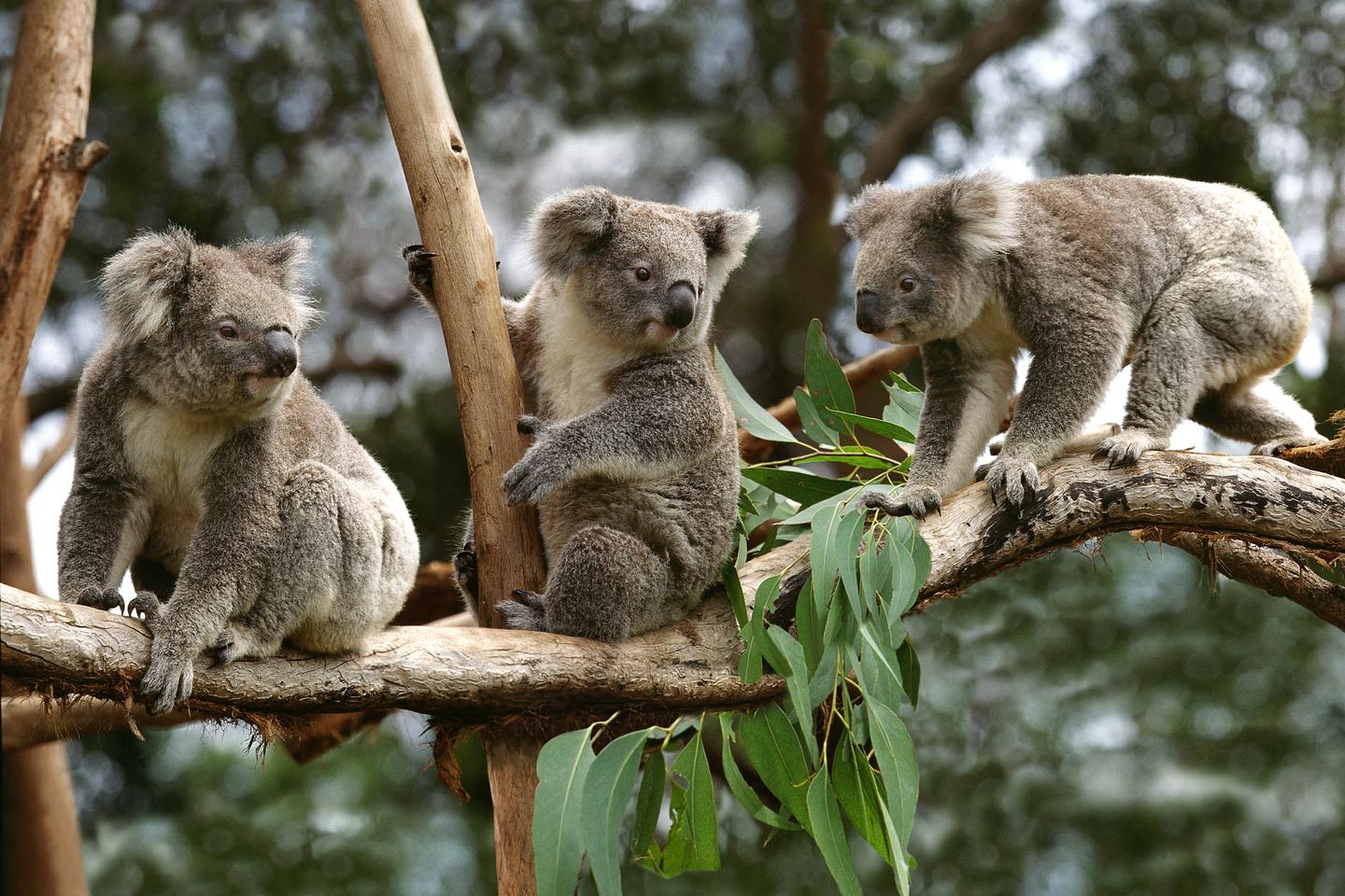 Hécatombe des koalas d’Australie, emblèmes du pays