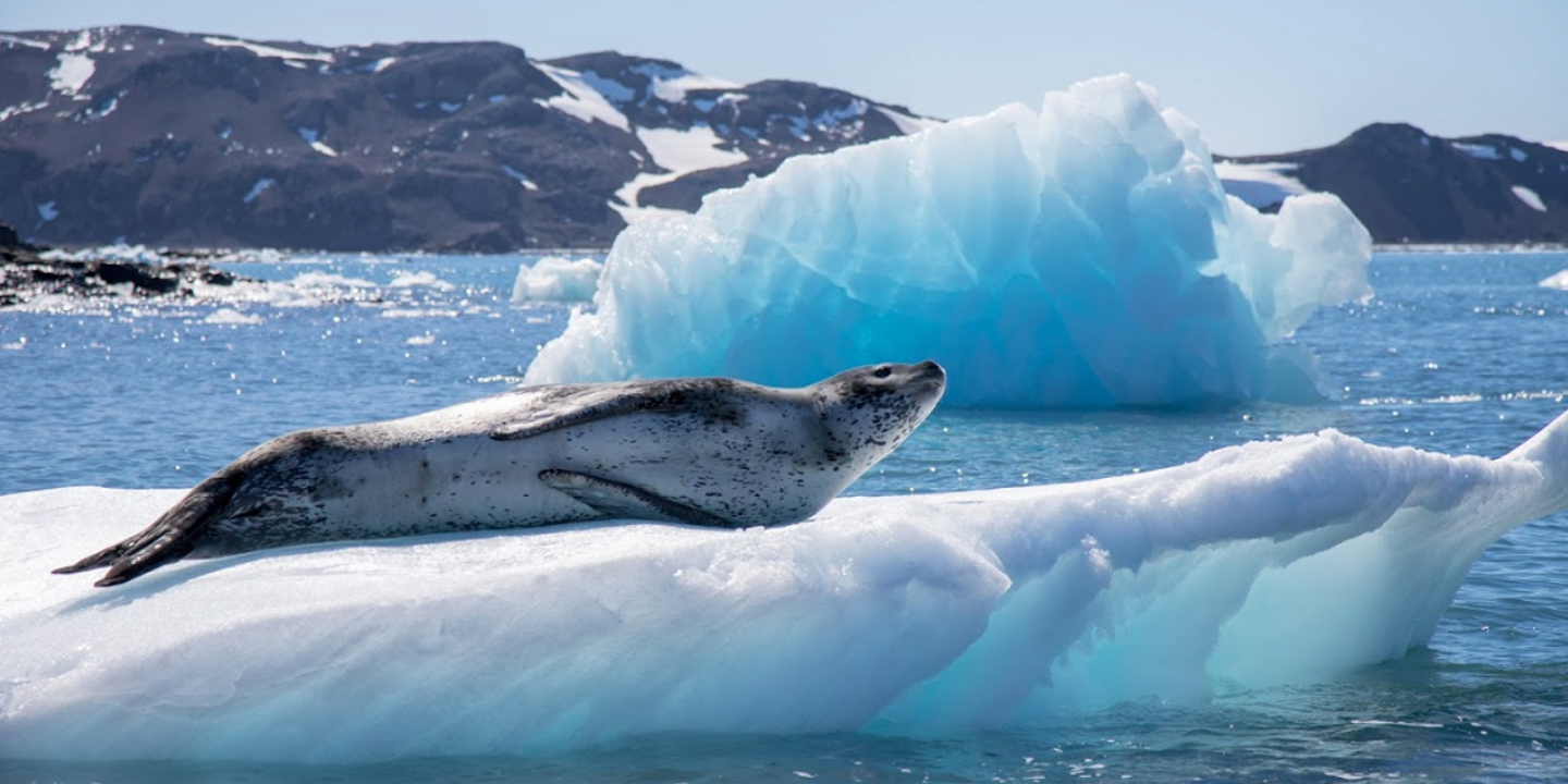 L’Antarctique, une faune riche et surprenante