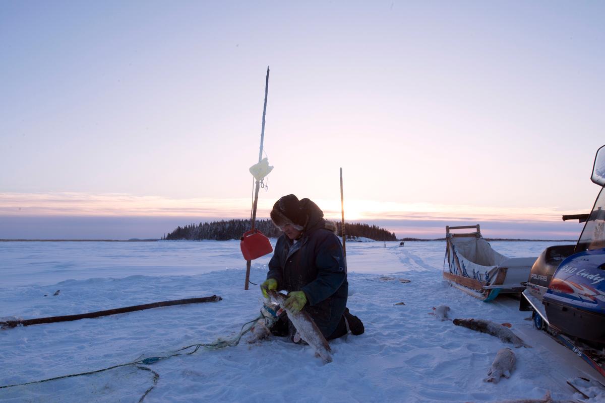 Au Canada, troisième réserve pétrolière mondiale, le poison de l’or ...