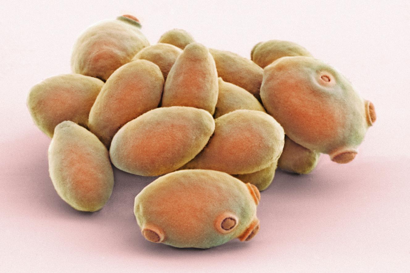 Le génome d’une levure fusionné en un seul chromosome