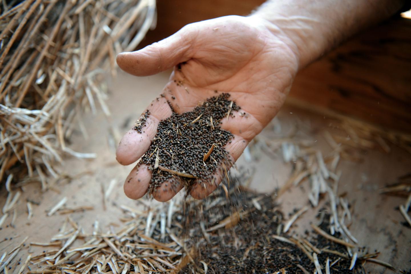 Les semences paysannes font leur retour dans les champs