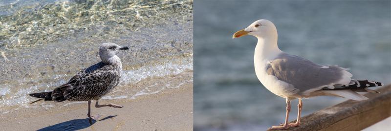 Comment différencier un goéland d’une mouette