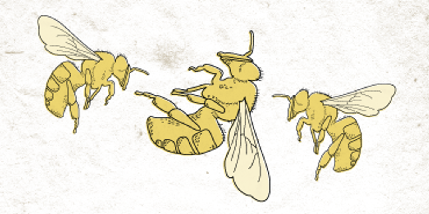 Qu’est-ce que les néonicotinoïdes