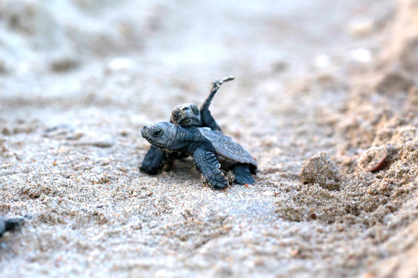 Retour inattendu des bébés tortues sur une plage de l’Hérault