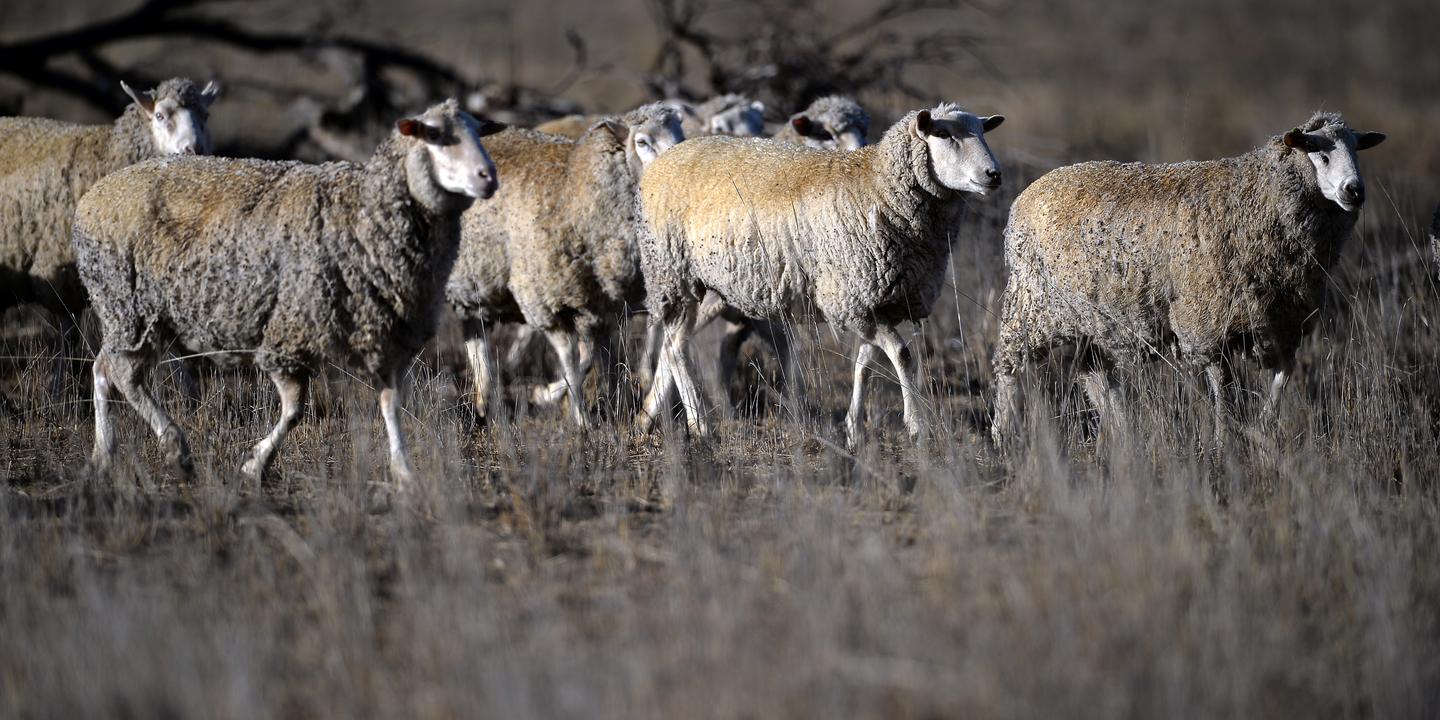 « Coup de chaud sur la laine du mérinos