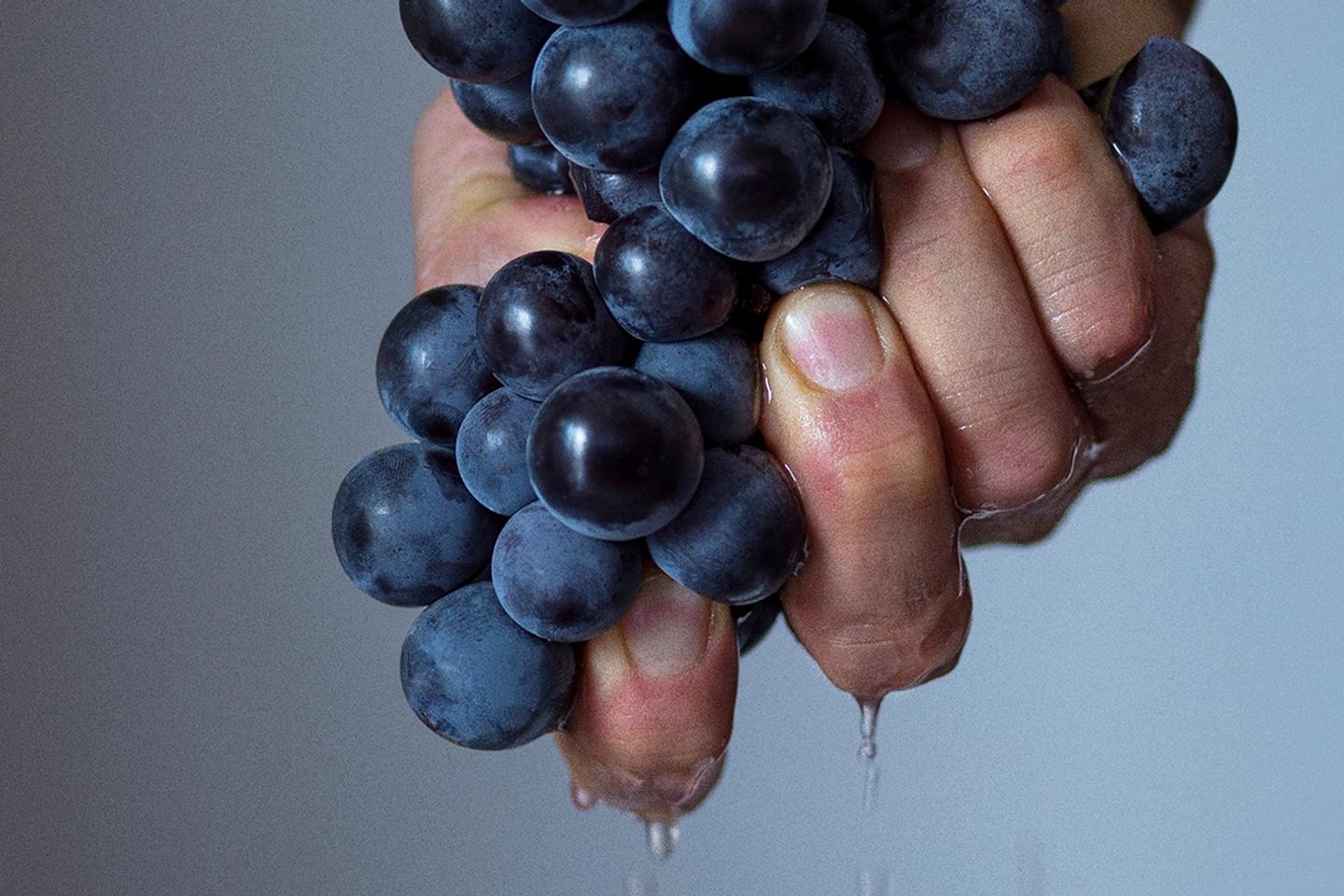 Faire son vin soi-même ? Un risque à prendre