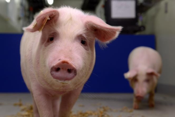A quand des organes de porcs pour sauver des êtres humains