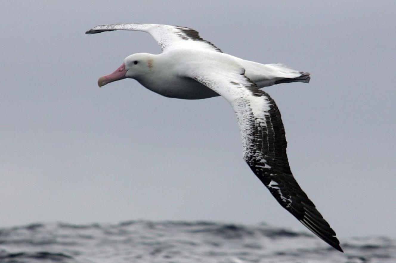 Les albatros, des gardes-pêche zélés