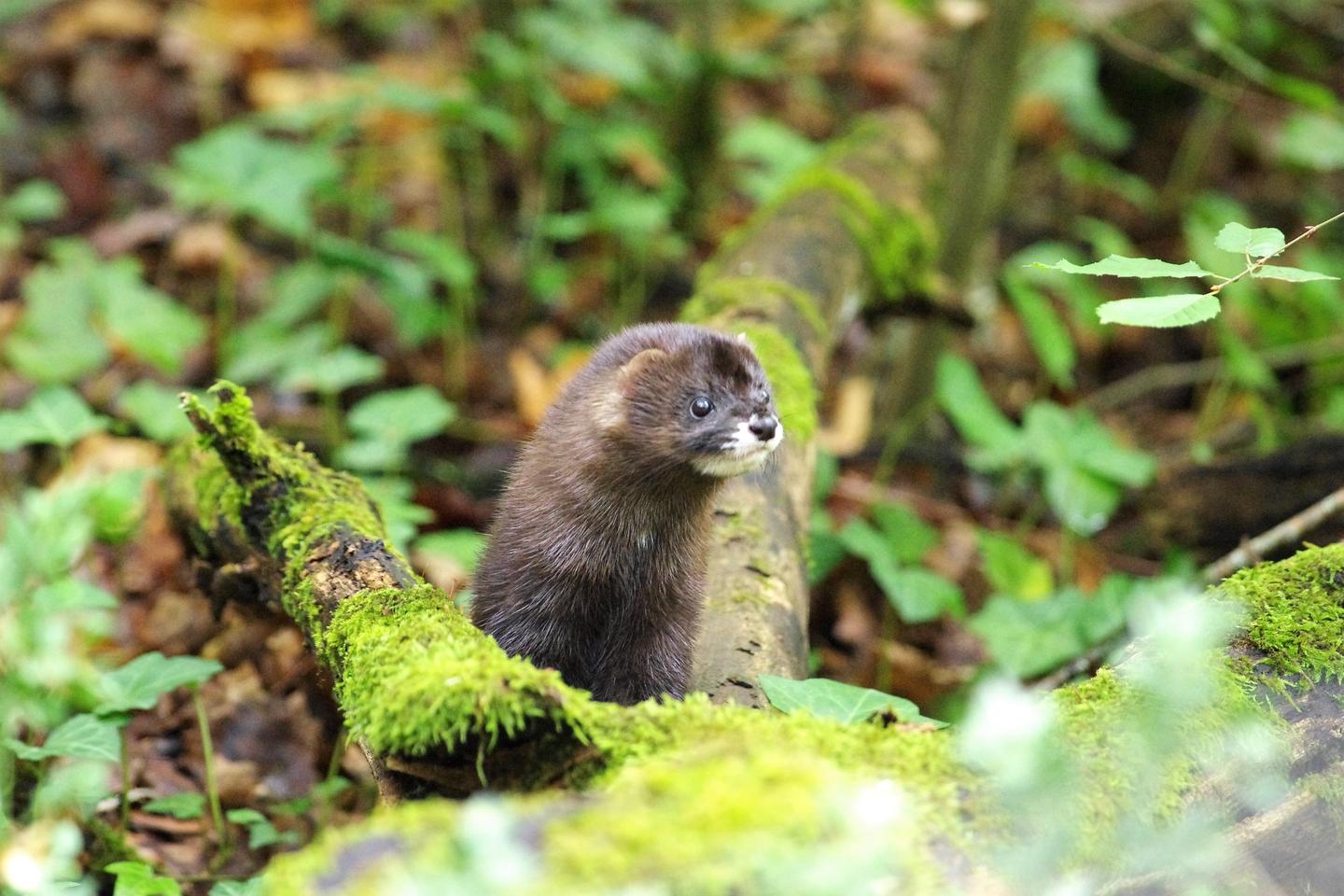 Biodiversité : la faune française décline massivement