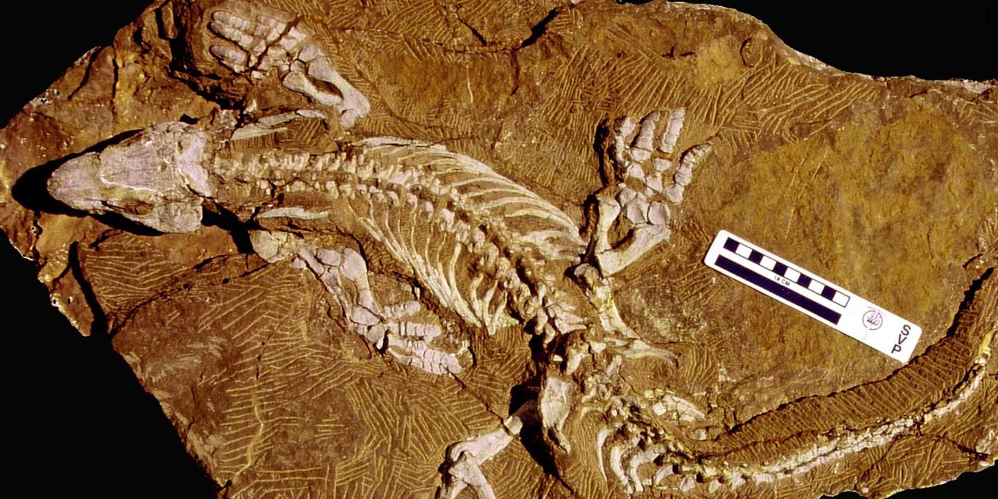 Un fossile « ressuscité » pour mieux étudier sa démarche