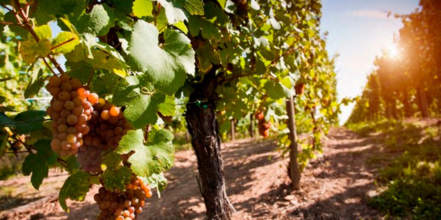 Notre sélection de vins bio