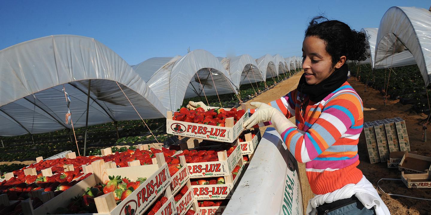 Le Maroc annonce des mesures pour accompagner ses cueilleuses de ...