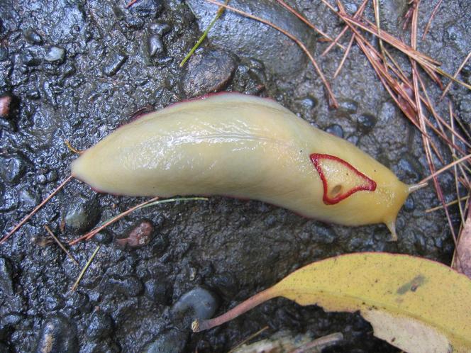 L’arme préférée de la limace à triangle rouge ? Son mucus