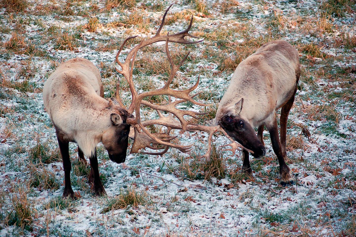 Requiem pour le caribou aux Etats-Unis