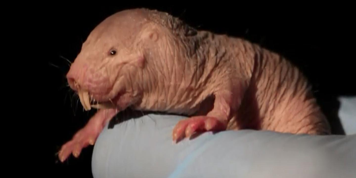 Le secret antidouleur des rats-taupes nus