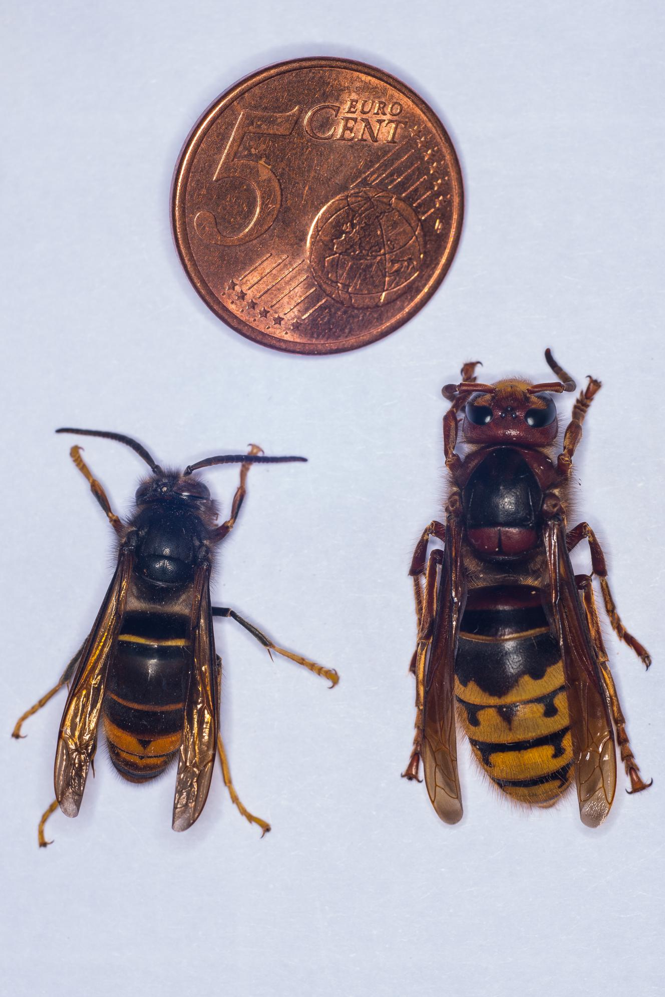 « On ne pourra très probablement pas l’éradiquer » : l’inexorable ...