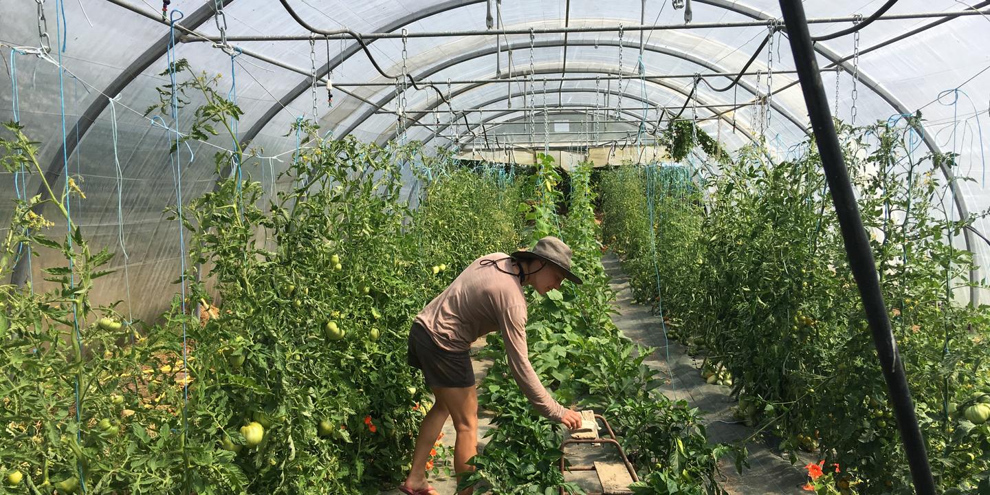 « Le wwoofing connaît de plus en plus d’adeptes, jeunes ou moins jeunes