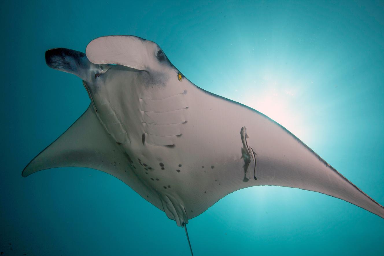 La raie manta, animal sociable