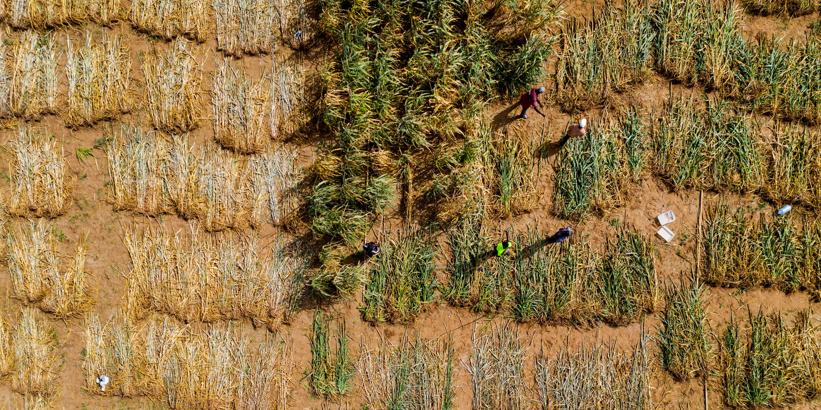 Au Sénégal, le mil, céréale millénaire et dernier rempart contre la ...