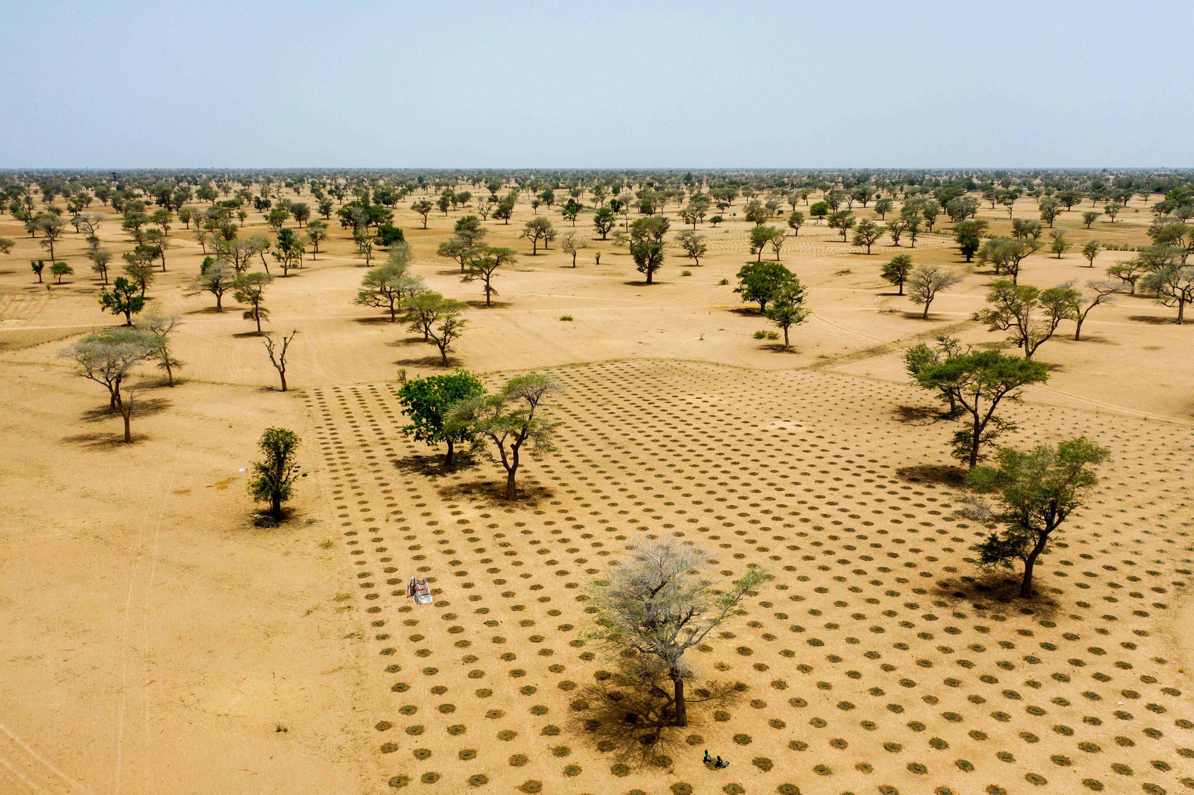 Au Sénégal, le mil, céréale millénaire et dernier rempart contre la ...