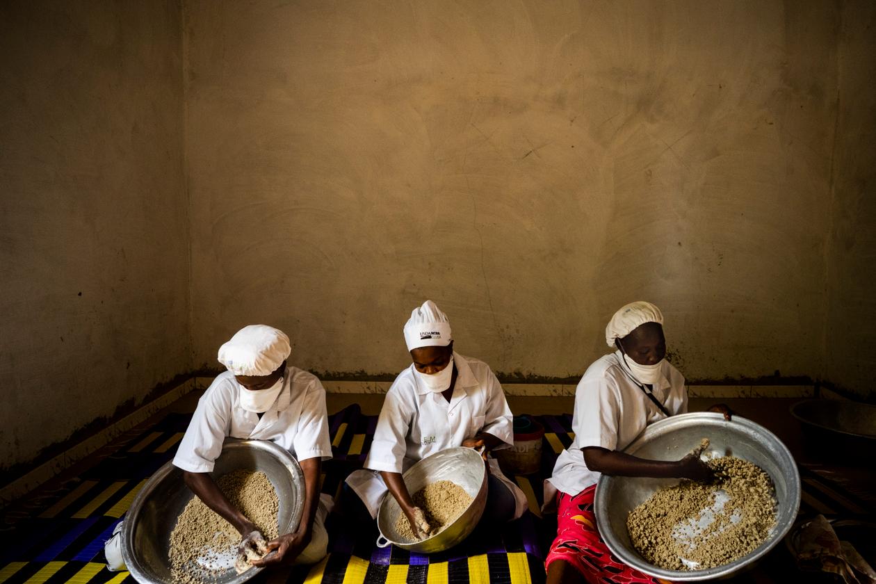 Au Sénégal, le mil, céréale millénaire et dernier rempart contre la ...